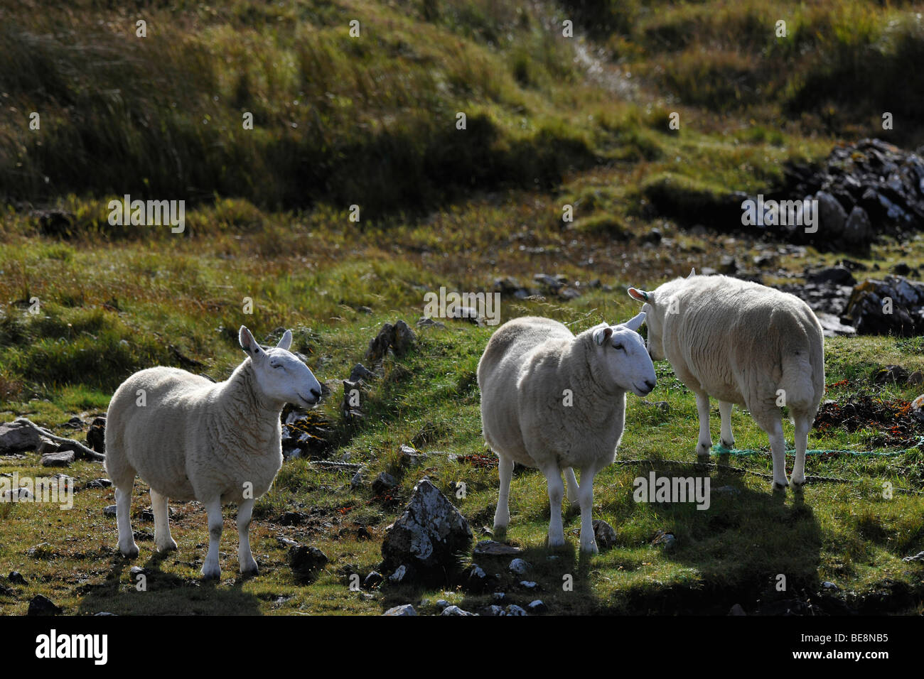 Cheviot sheep hi-res stock photography and images - Alamy