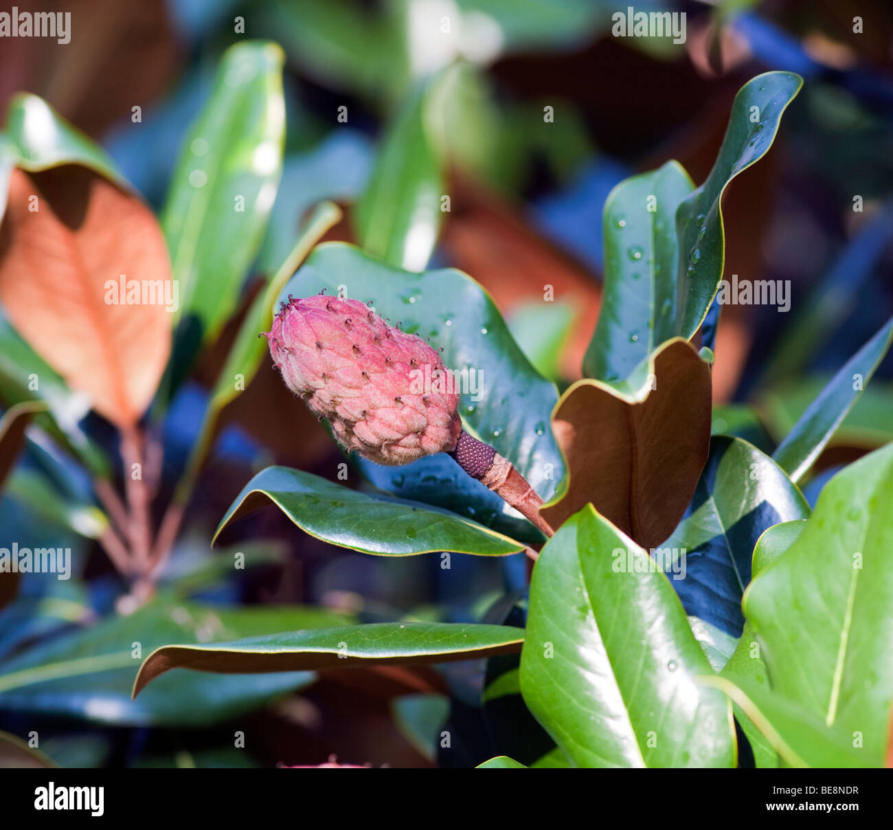 Magnolia fruit cone before it splits. The cone pod is pink and the ...