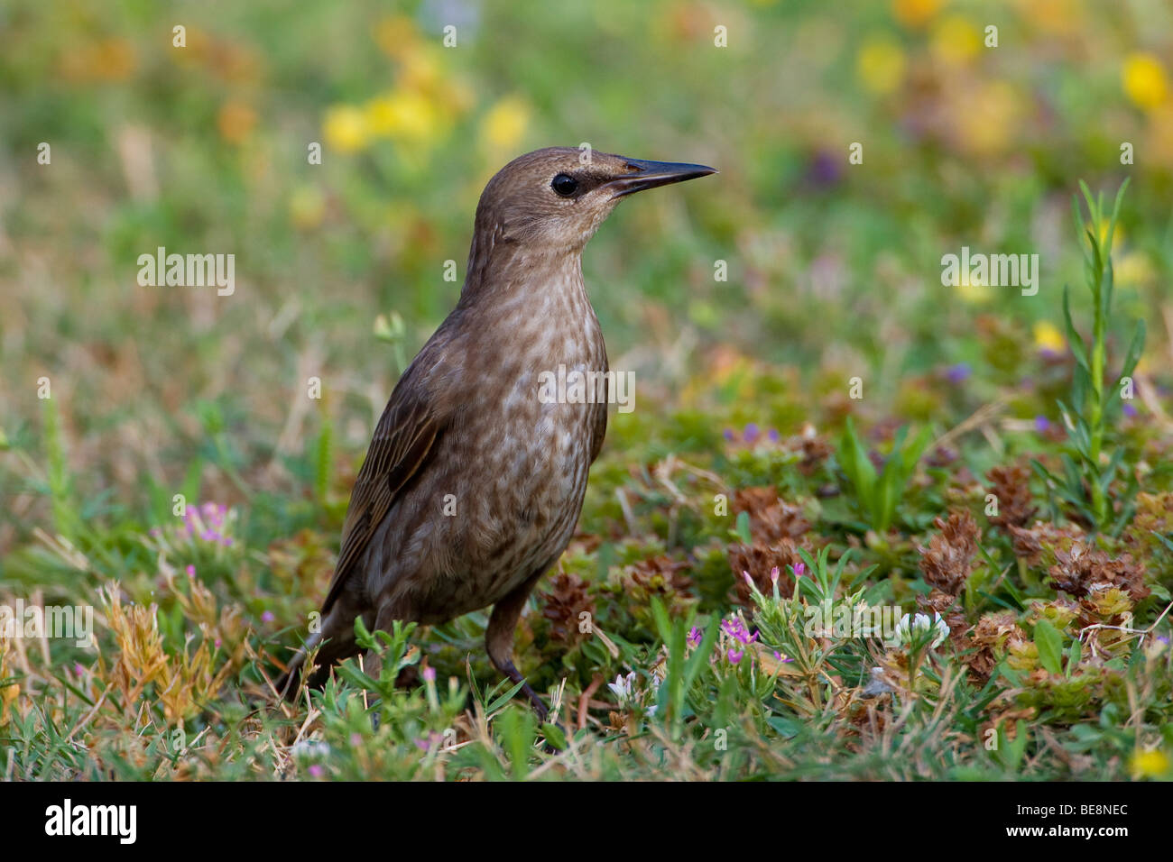 Een spreeuw in een veldje met bloemen.A Common Starling in a little ...