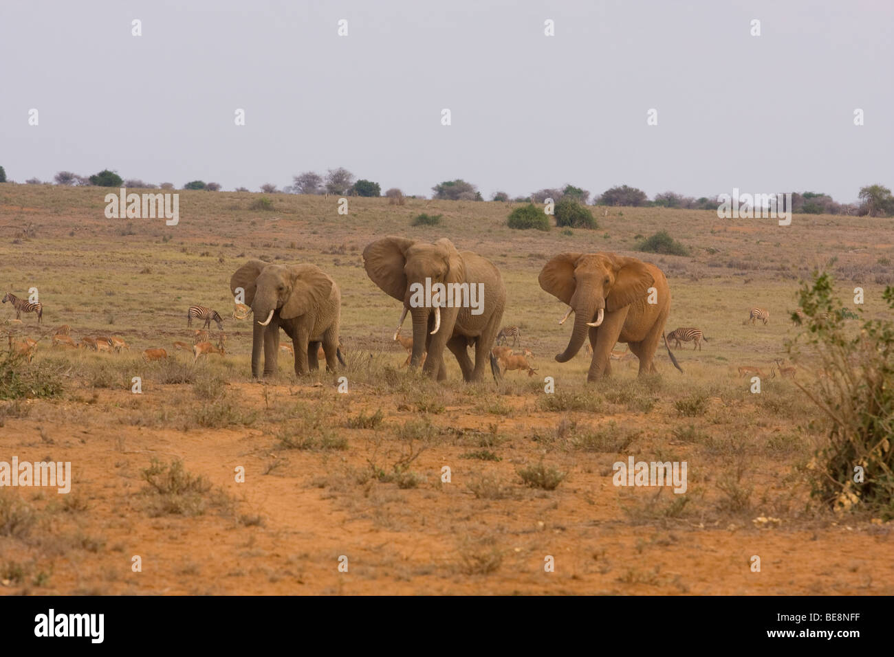 3 different sized elephants walking together in a line kicking up red ...