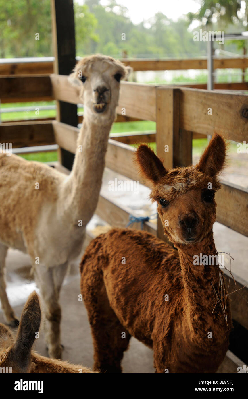 Alpacas on an Alpaca farm Stock Photo - Alamy
