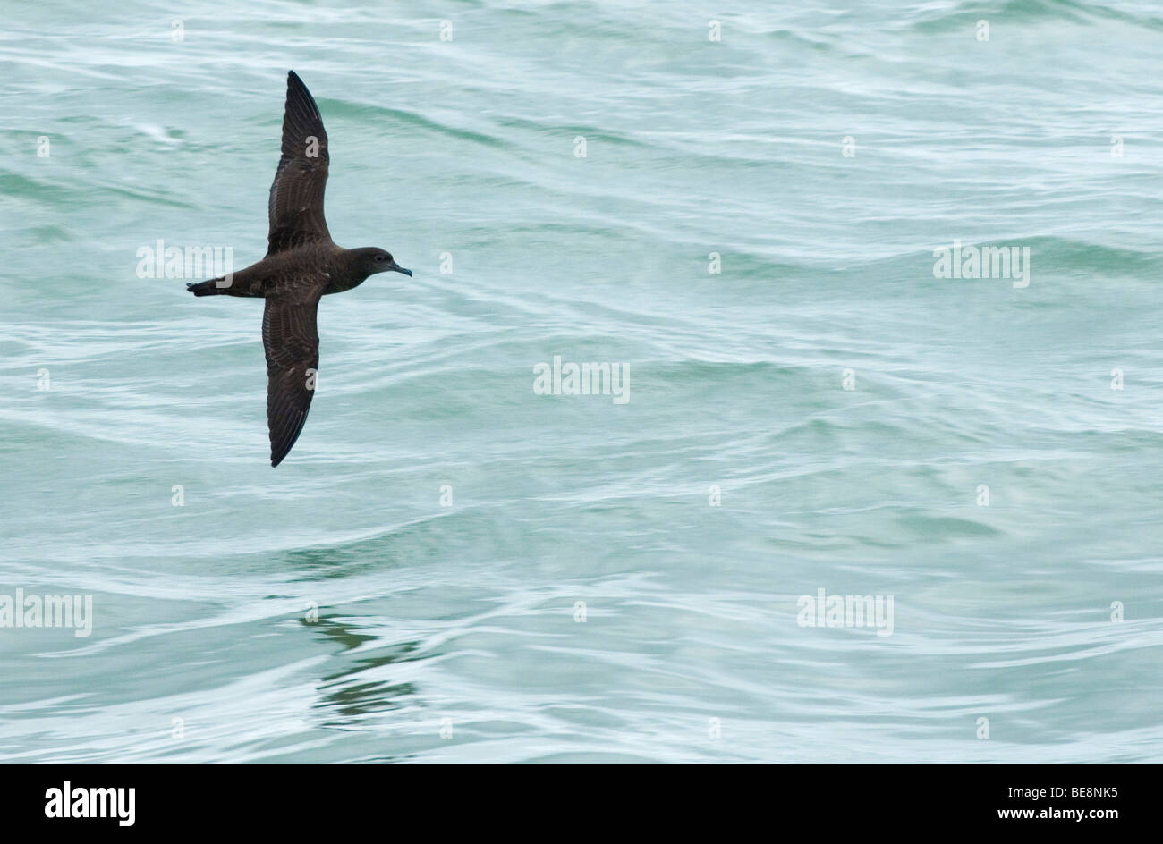 grauwe pijlstormvogel; puffinus griseus; sooty shearwater Stock Photo ...