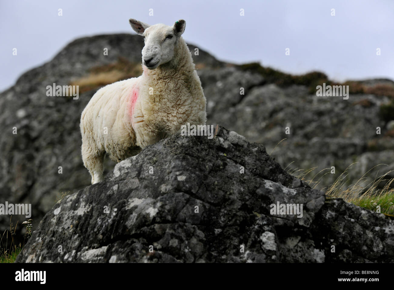 Cheviot sheep hi-res stock photography and images - Alamy