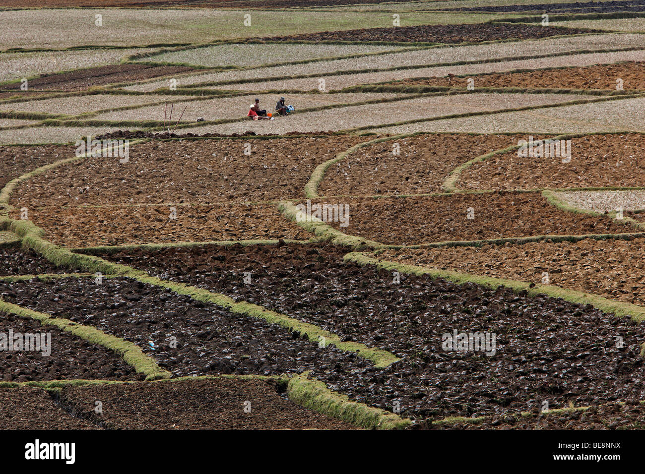 Rice paddies in the central highlands, Madagascar, Africa Stock Photo ...