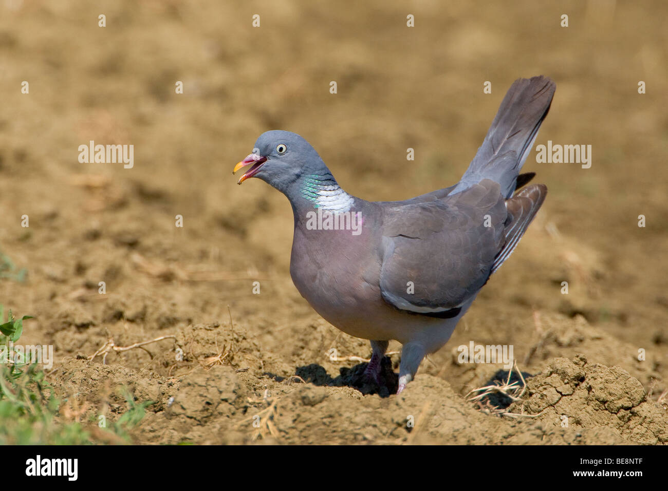 Houtduif in het zand met de bek open. Wood Pigeon in the sand with open ...