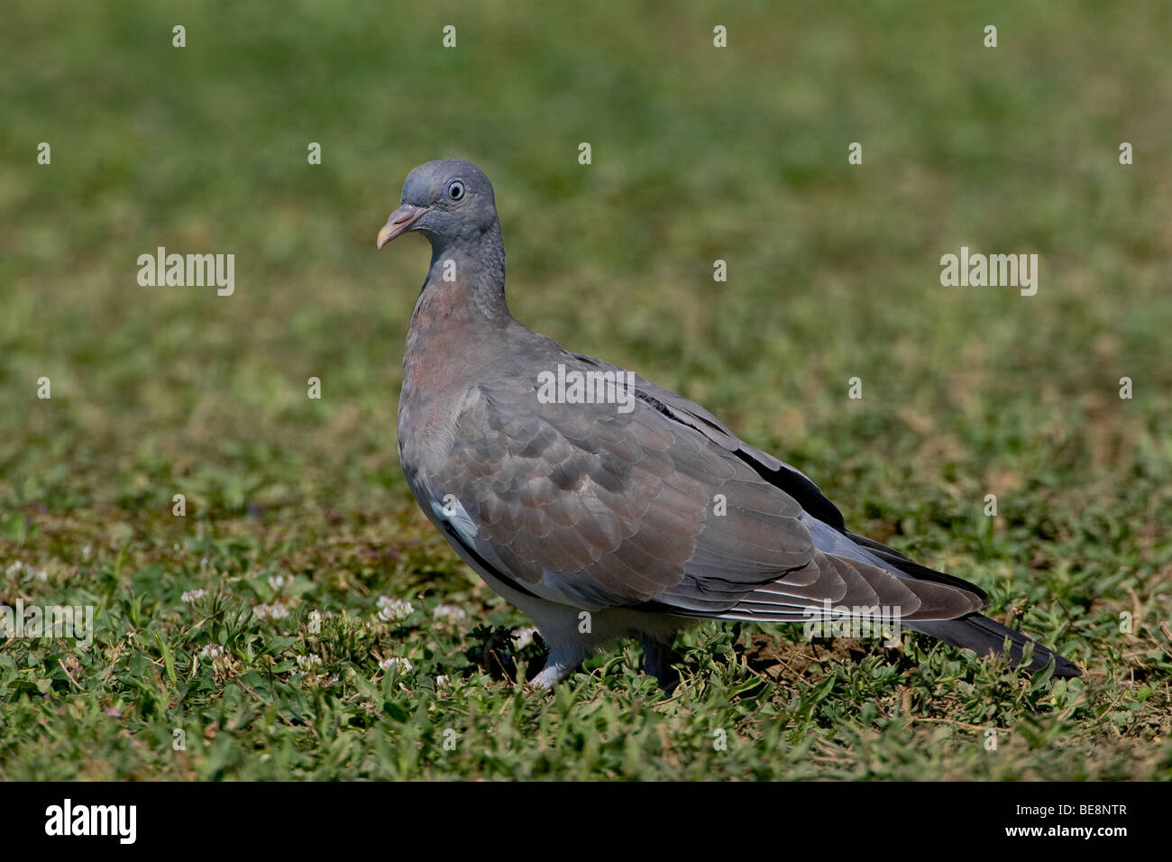 Houtduif in het gras in een groene omgeving. Wood Pigeon in the grass ...