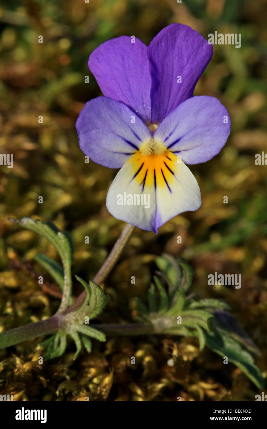 Bloem wit hi-res stock photography and images - Alamy