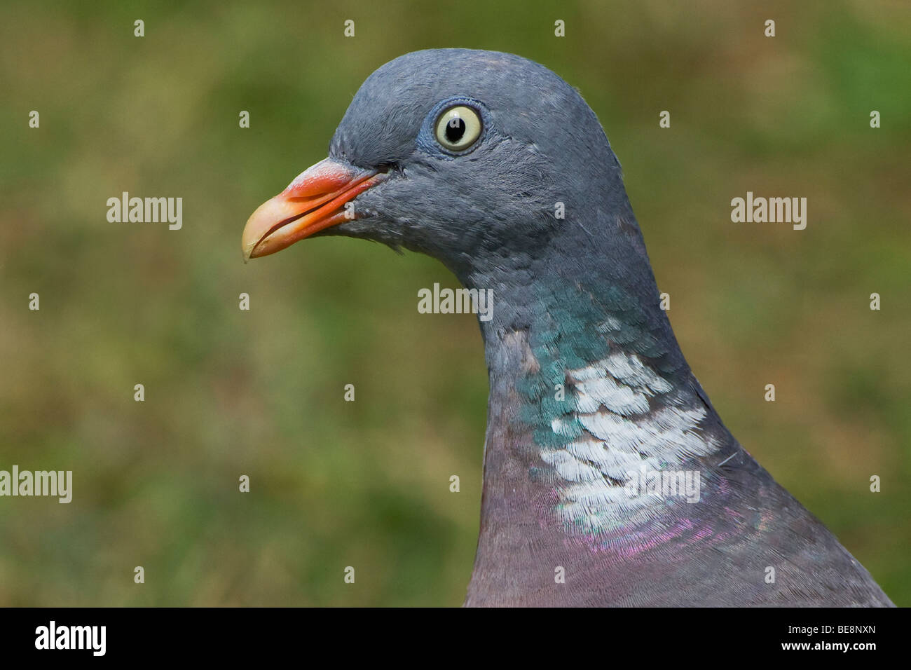 Headshot of a Wood pigeon Stock Photo - Alamy