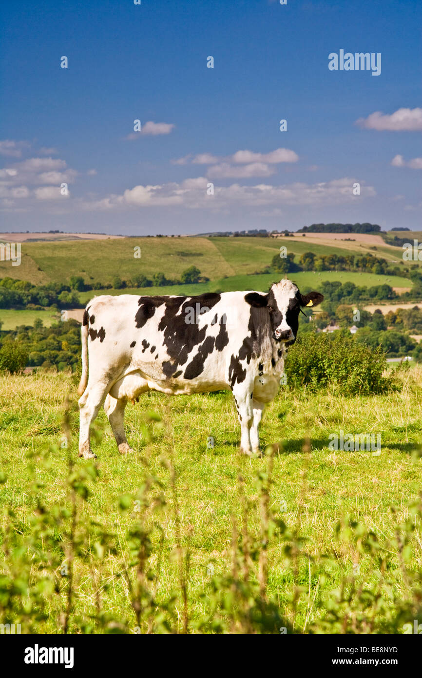 A black and white Holstein Friesian dairy cow standing in a field on a ...