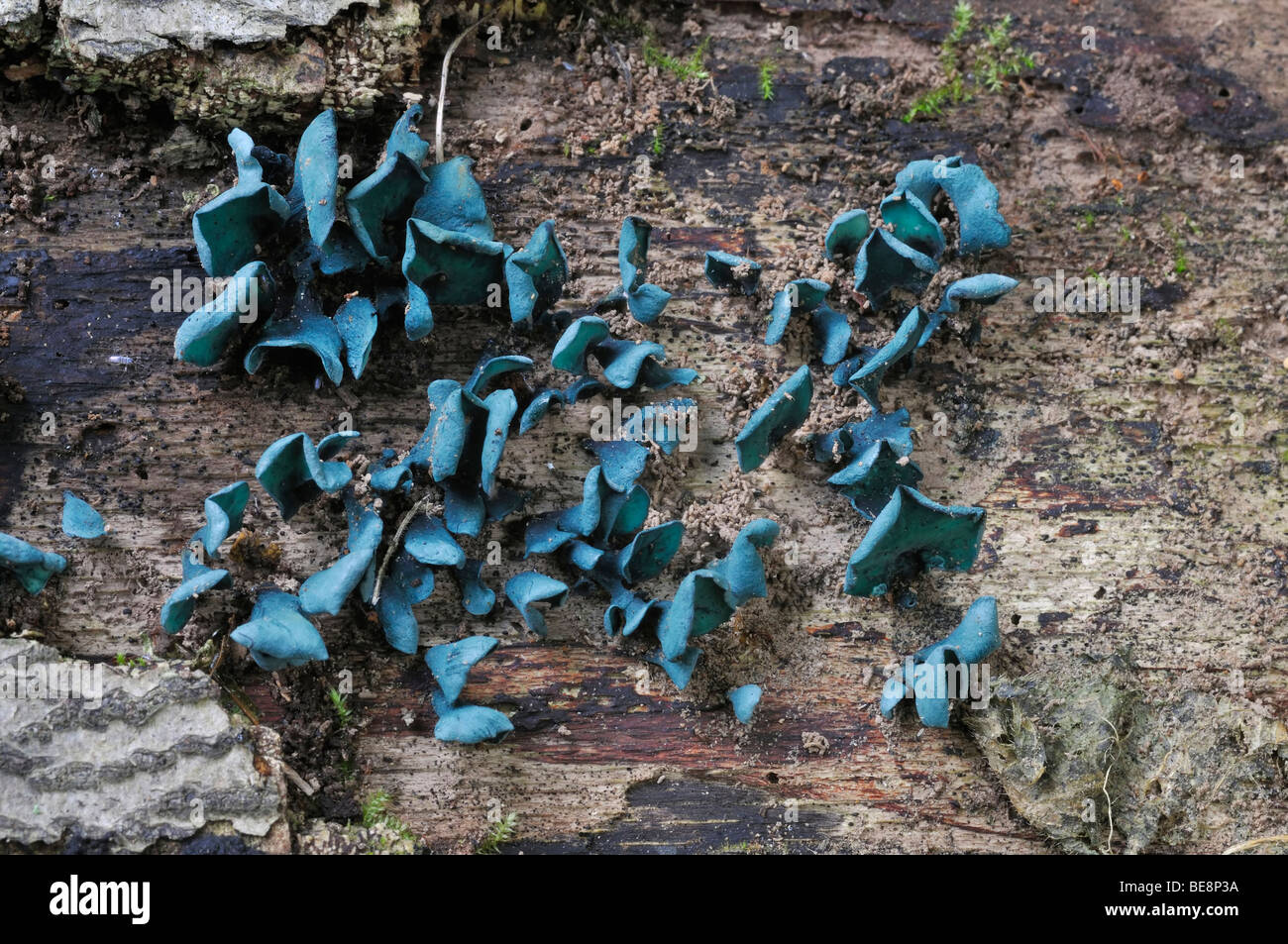 Green Woodcup or Elf Cup Fungi - Chlorociboria aeruginascens Stock ...