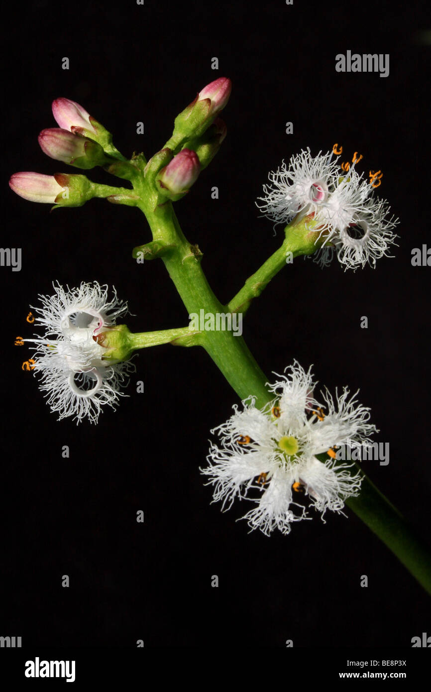 Flowers of Menyanthes trifoliata, Bogbean Stock Photo - Alamy