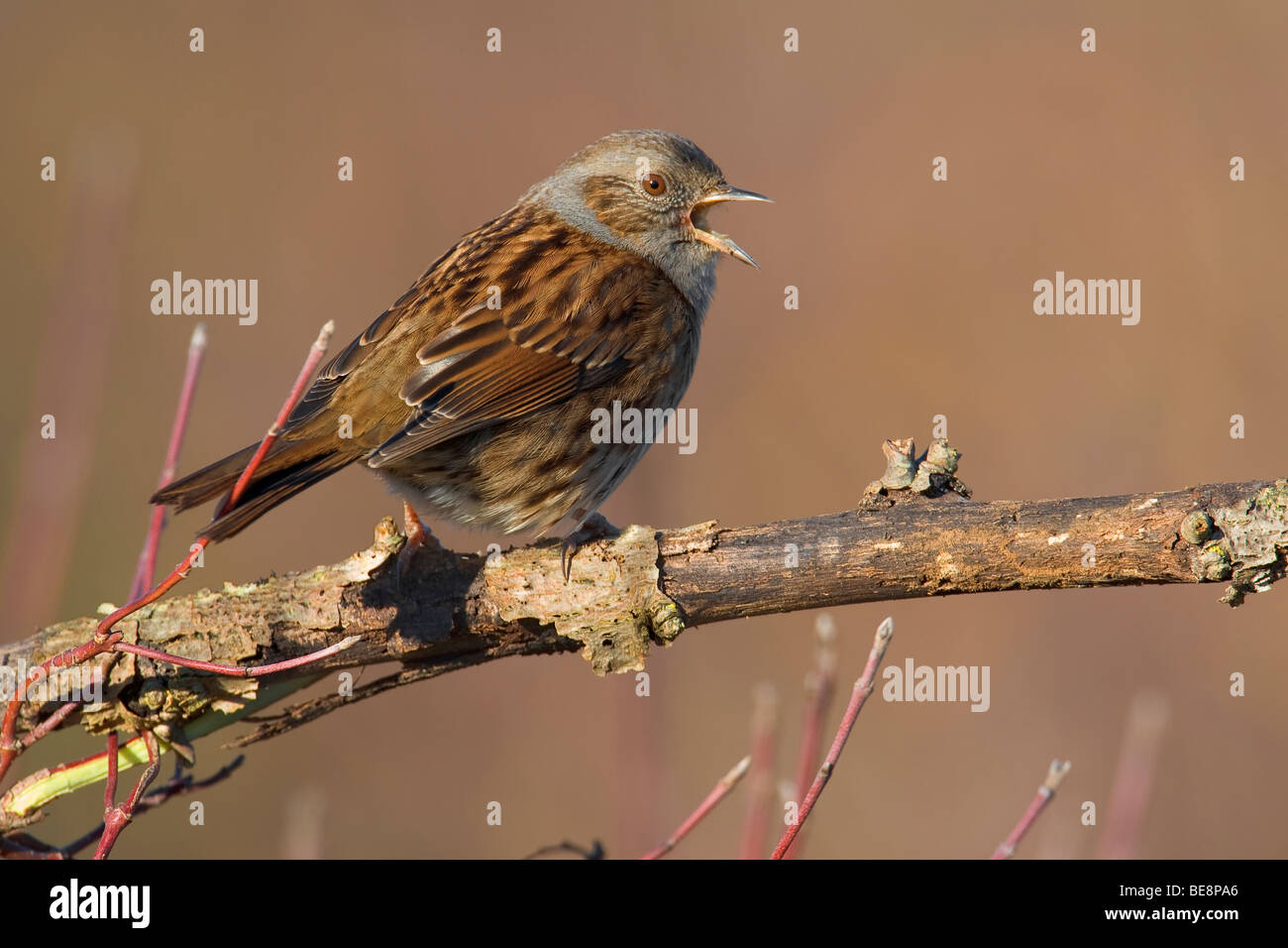 Dunnock bird insect hi-res stock photography and images - Alamy