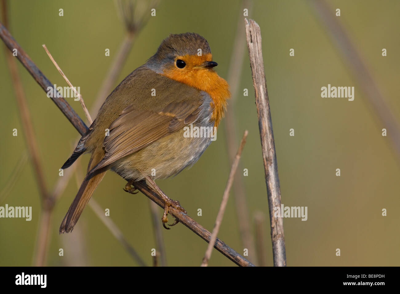 Italy robin hi-res stock photography and images - Alamy