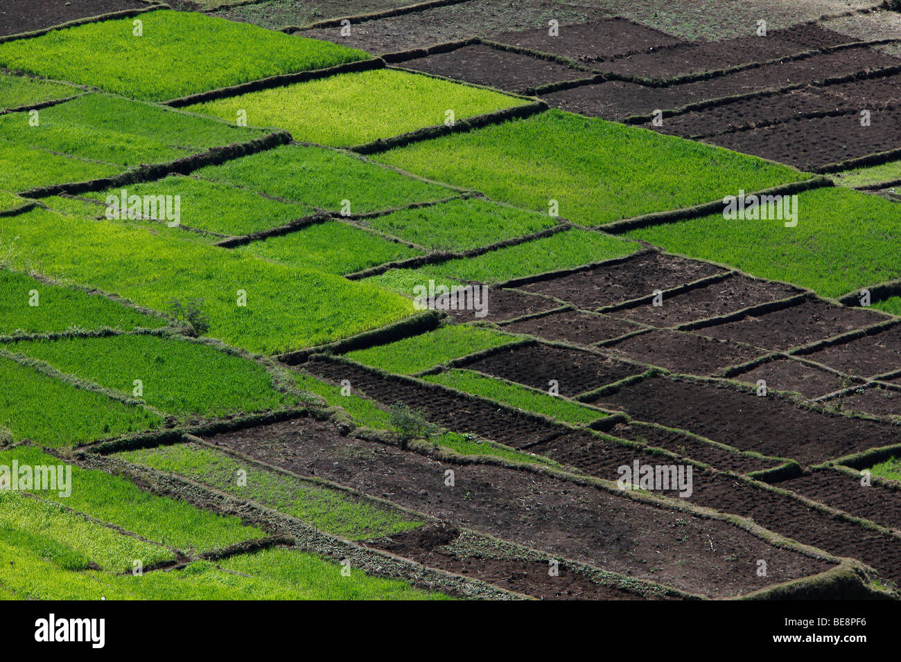 Rice paddies at Antsirabe, central highlands, Madagascar, Africa Stock ...