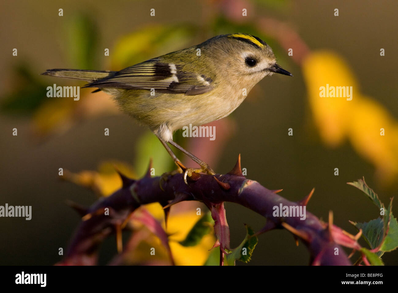 Goldcrest standing hi-res stock photography and images - Alamy
