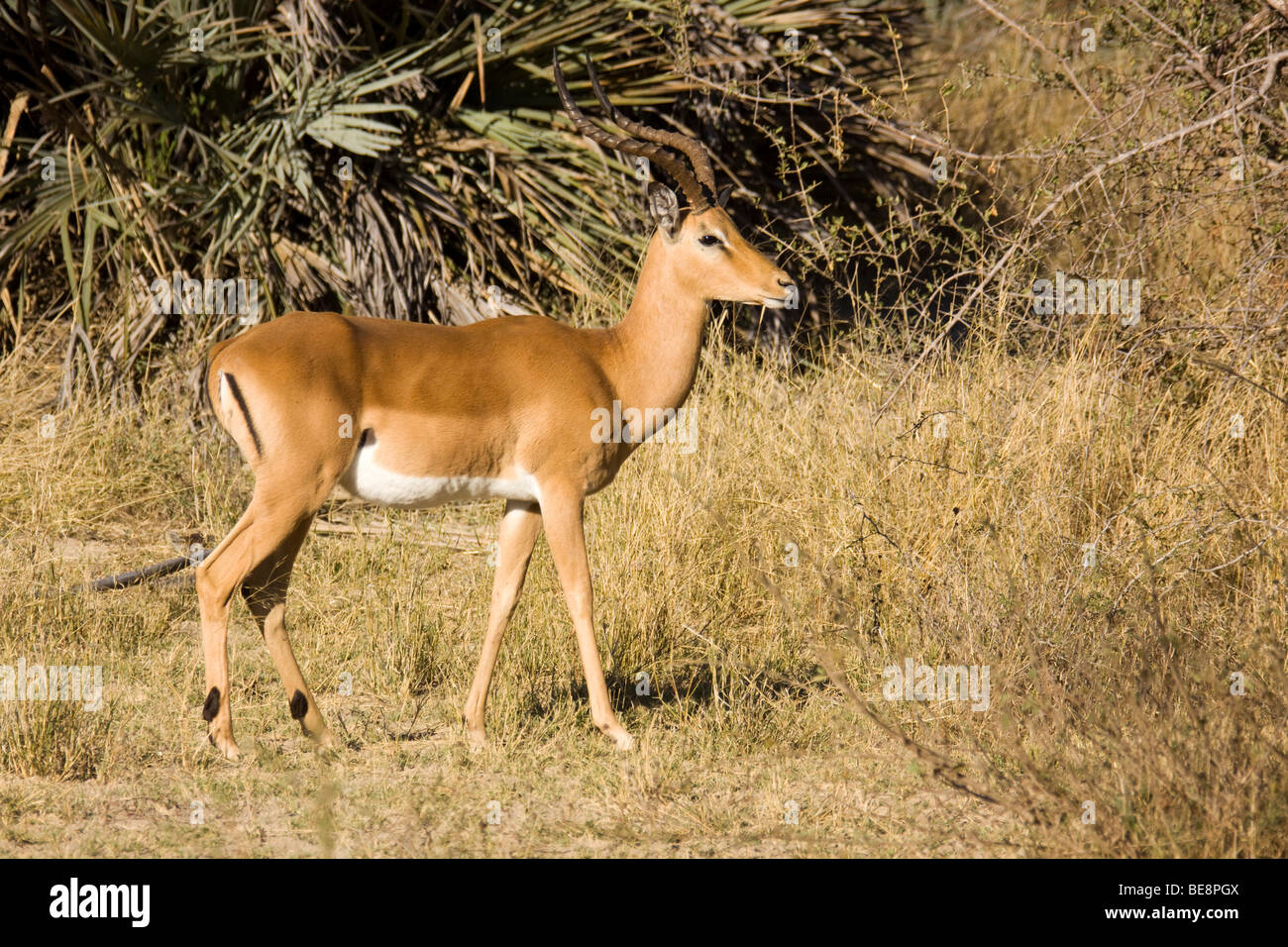 Mahango park hi-res stock photography and images - Alamy
