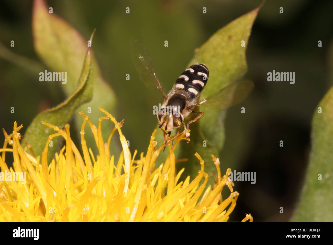 White-barred wanderer hover fly (Scaeva pyrastri : Syrphidae) female ...
