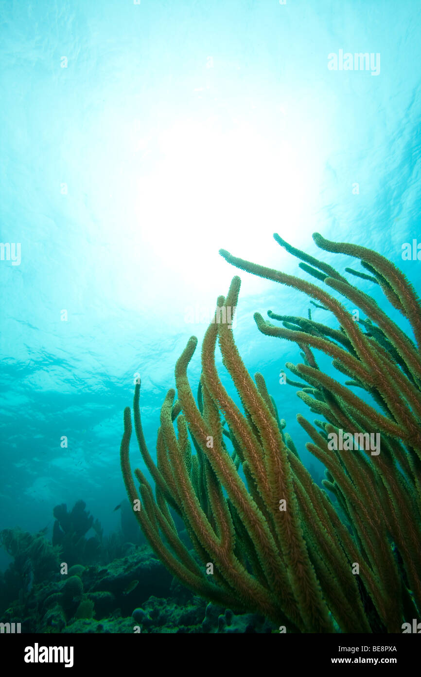 Sea rods on a coral reef, Bonaire, Netherlands Antilles Stock Photo - Alamy