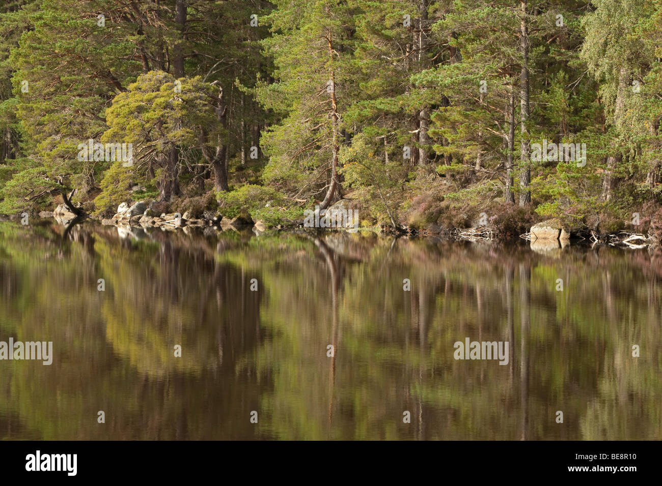 Forest reflections on Loch Garten, Abernethy Forest National Nature ...