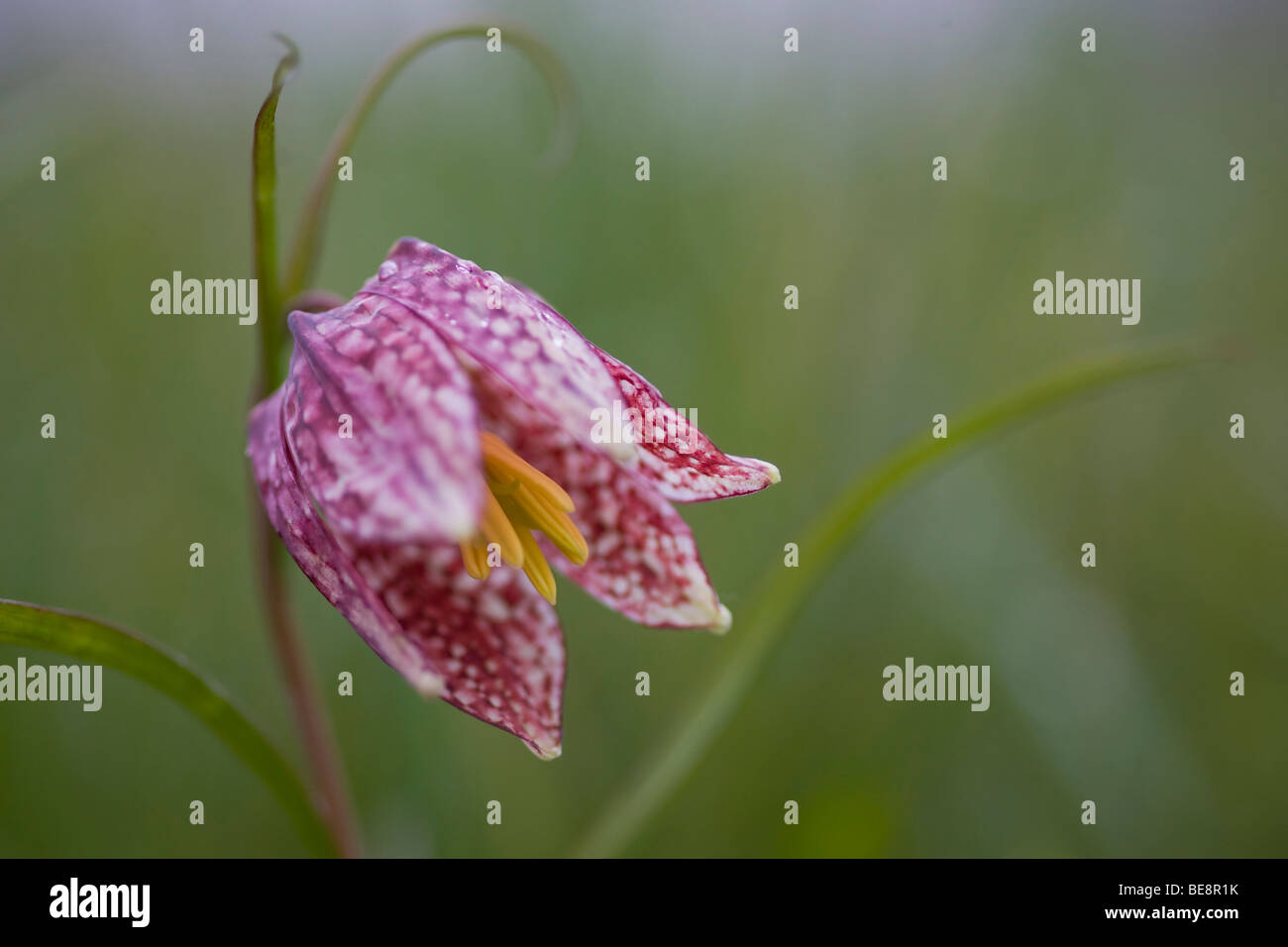 Flower of a Snake's Head Fritillary in the meadows of the flood plains ...
