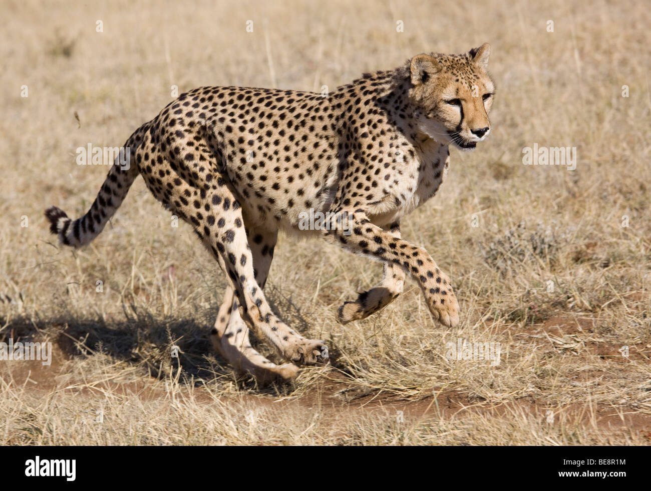 Cheetah (Acinonyx jubatus), training to run, Cheetah Conservation Fund ...
