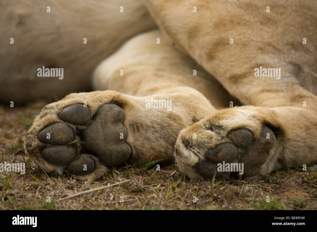 Lion paw hi-res stock photography and images - Alamy