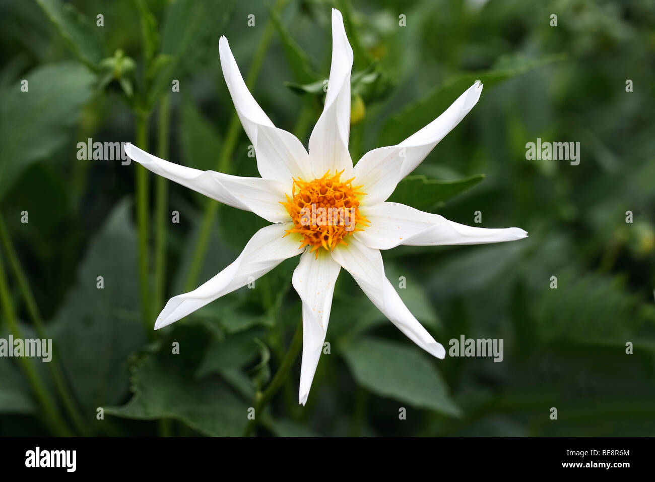 Orchid-like dahlia flower (Dahlia hybrida Stock Photo - Alamy
