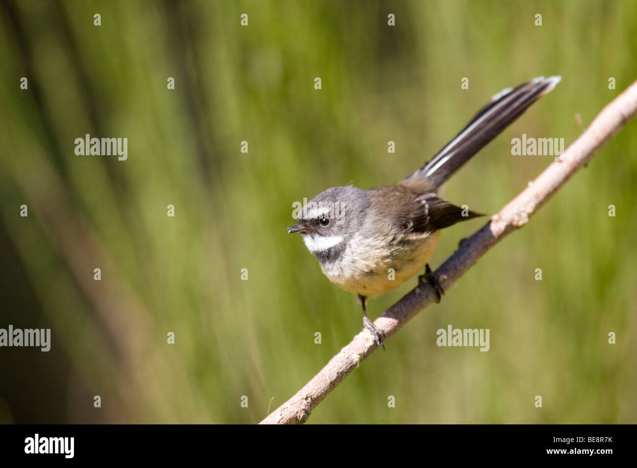 New Zealand Fantail (Rhipidura fuliginosa) on a branch, Christchurch ...