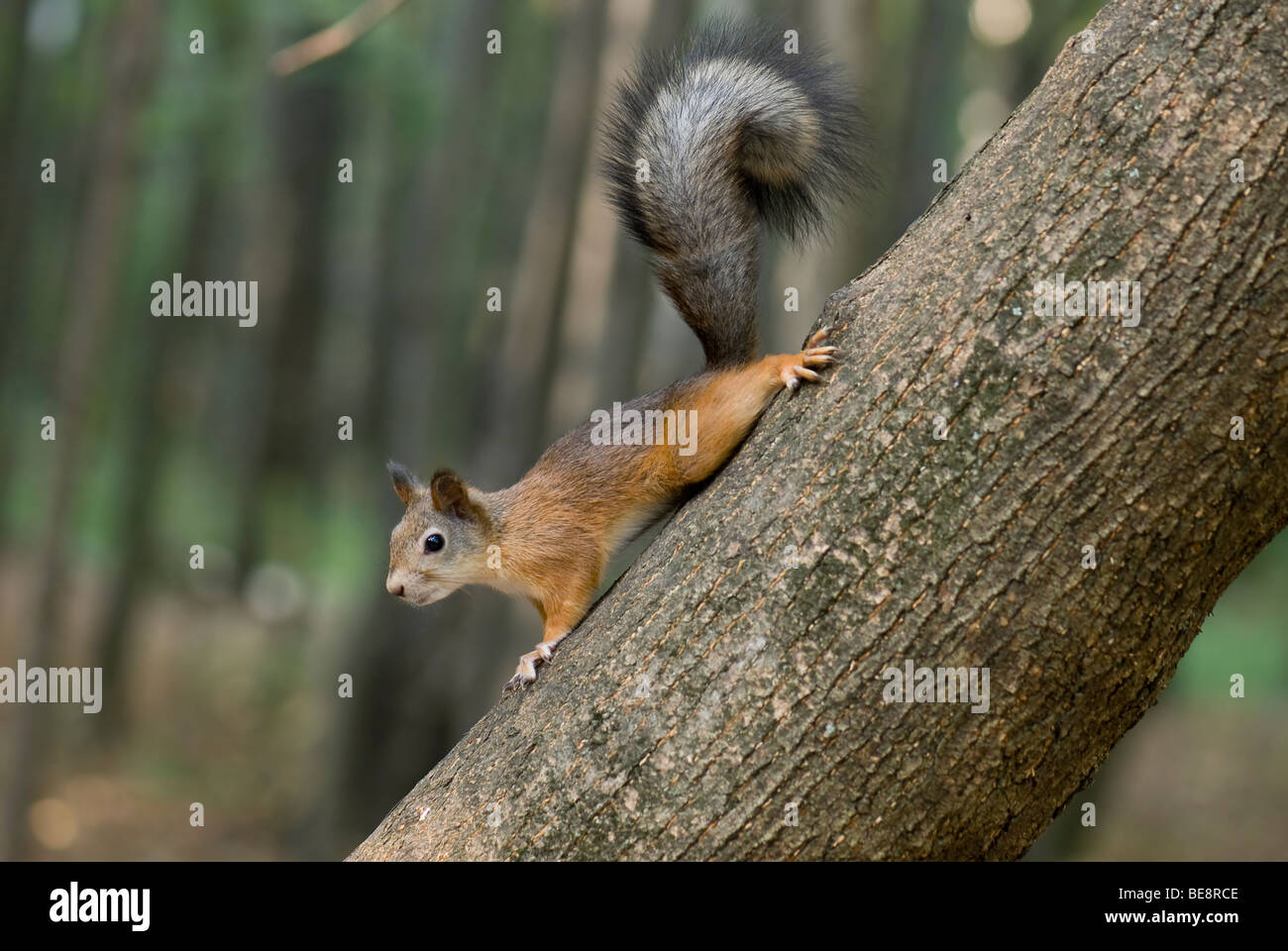 A squirrel on the tree trunk Stock Photo - Alamy