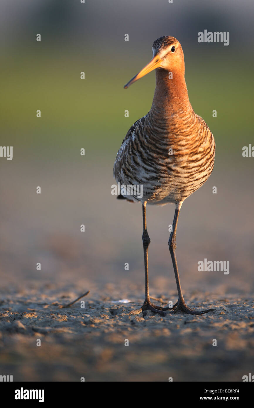 Grutto (Limosa limosa) op slik, Belgi Black-tailed Godwit (Limosa ...