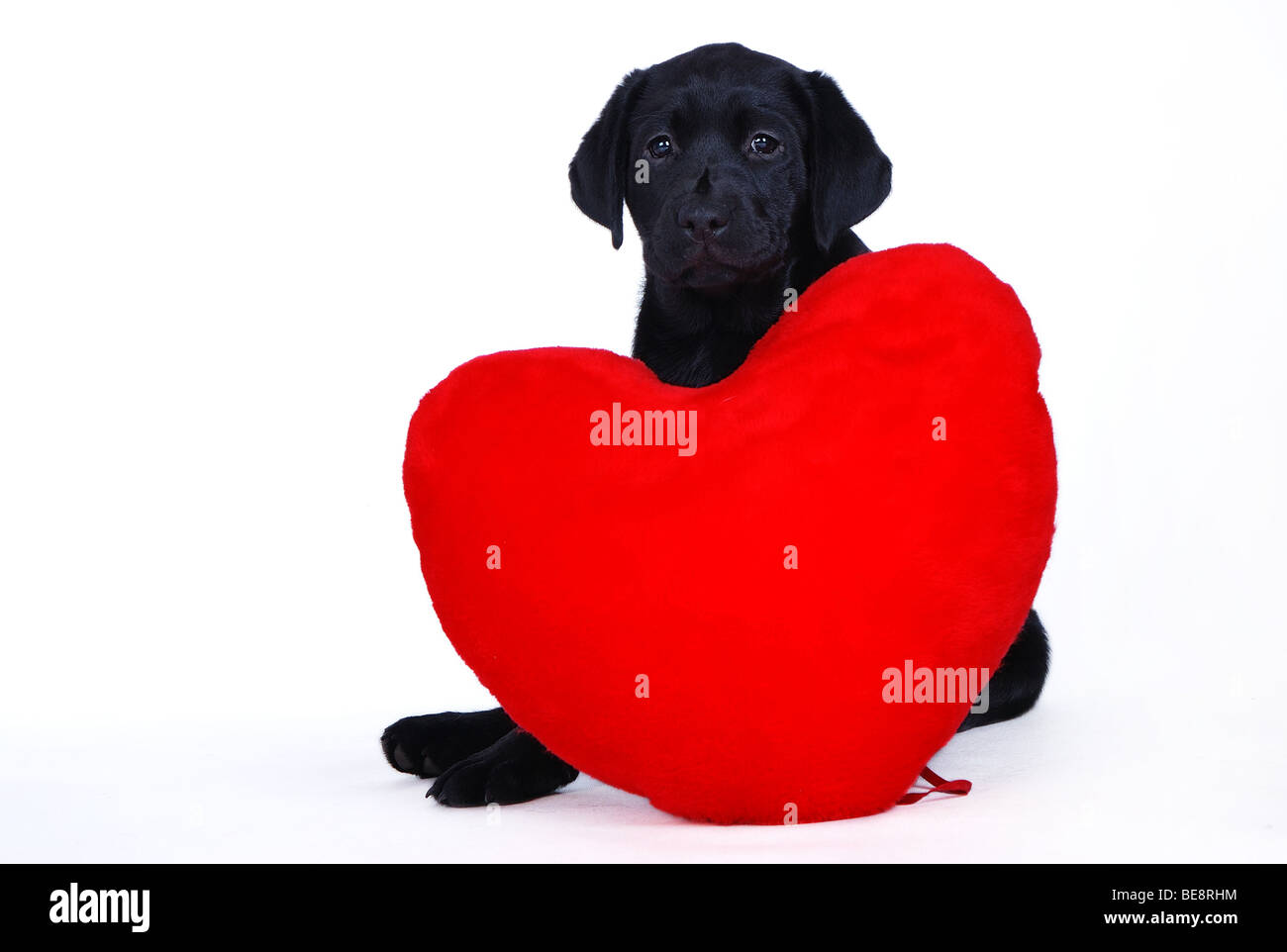 Black labrador retriever puppy with red heart on the white background ...