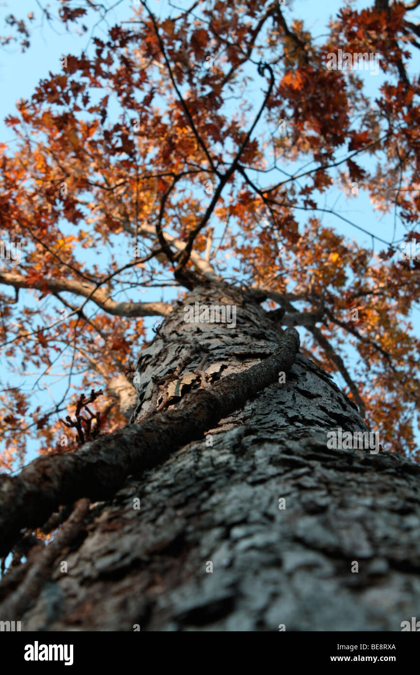 A vine wrapping up a tree in Autumn Stock Photo - Alamy