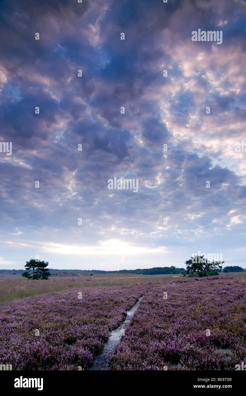 heideveld met boom en paarse lucht, heathland with tree and purple sky ...