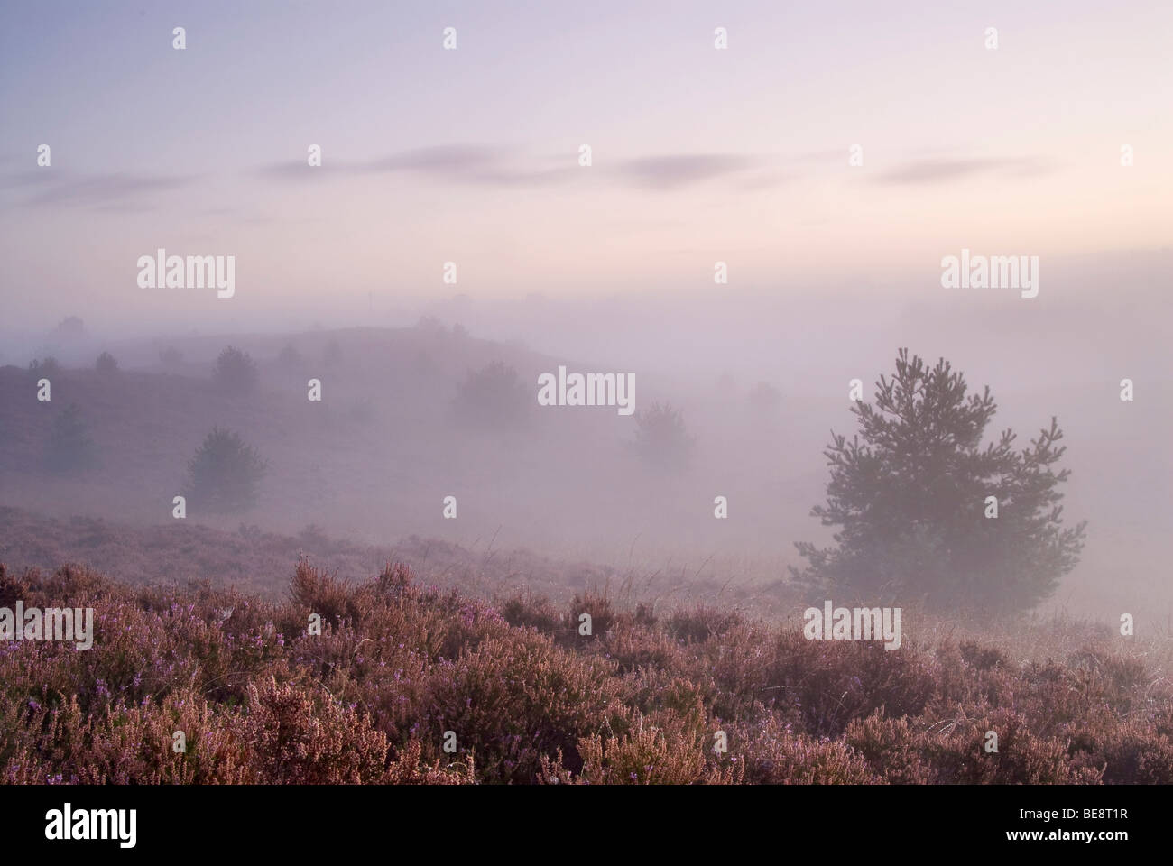 heideveld met bomen in mist, heathland with trees in fog Stock Photo ...