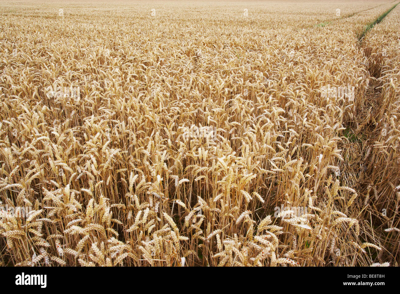 A Field of Wheat at Trimingham in Norfolk Stock Photo - Alamy