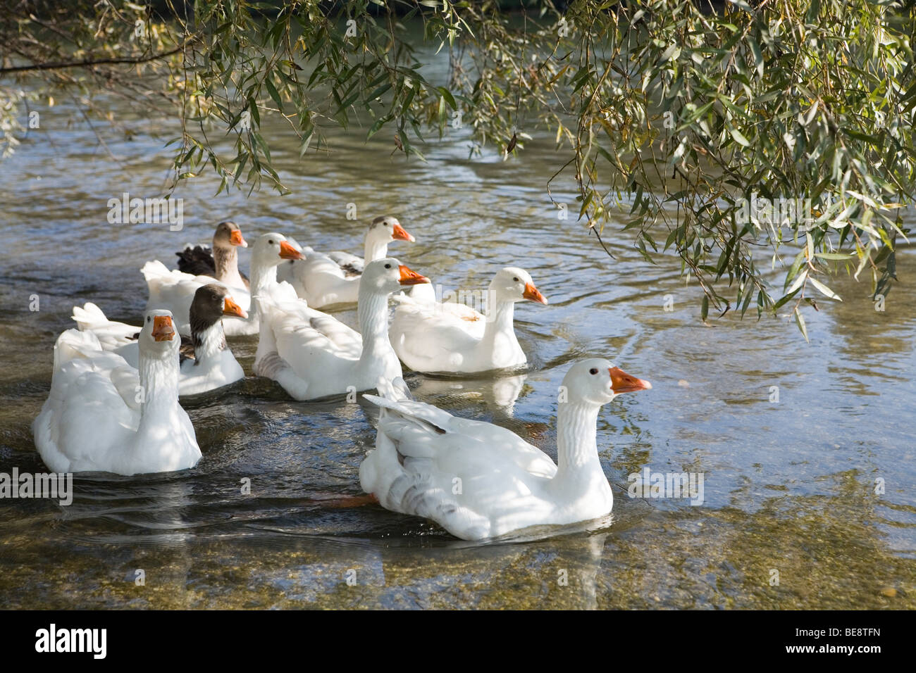 Geese on river Maly Dunaj. Slovakia Stock Photo - Alamy