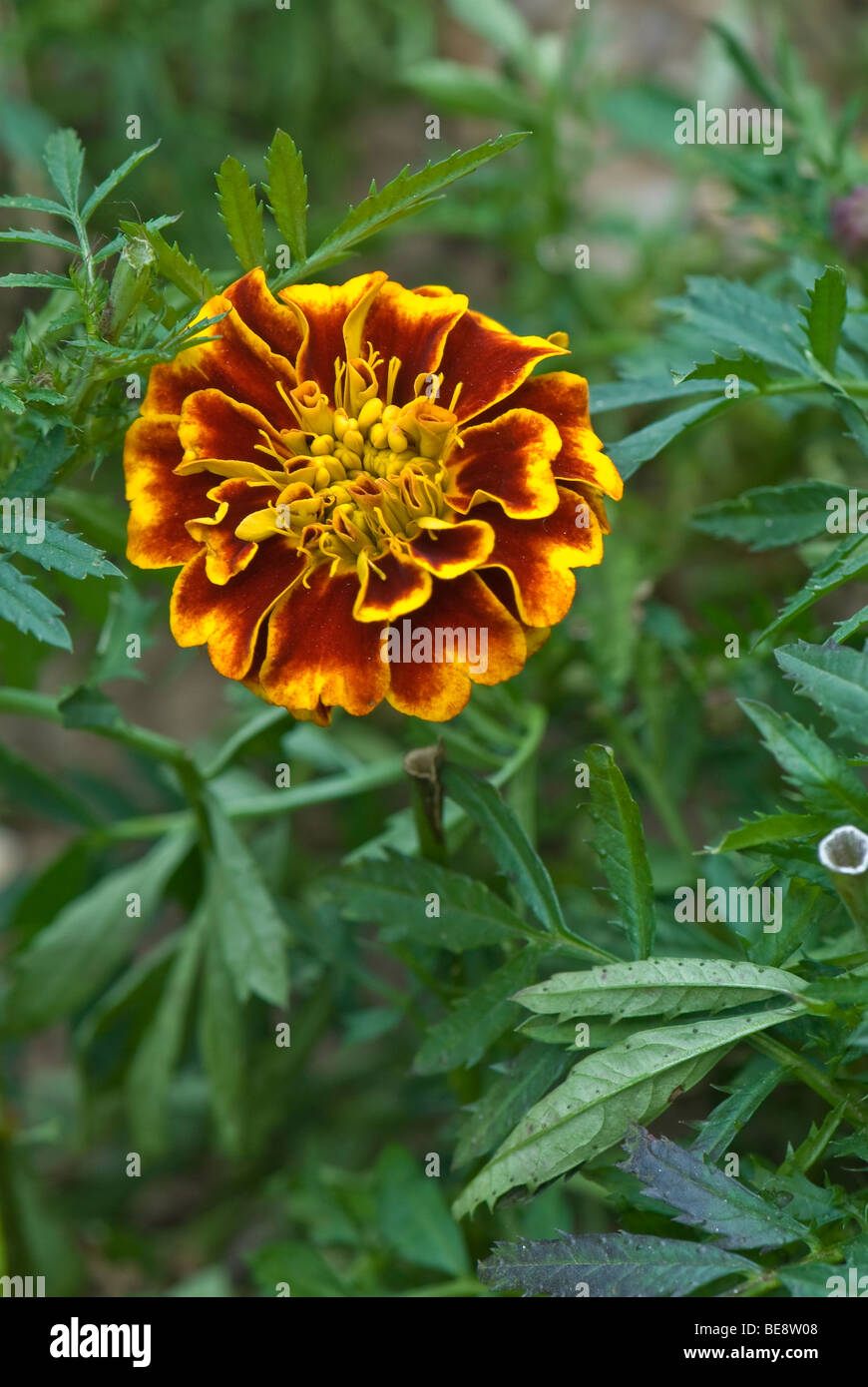 French marigold flower.Tagetes Stock Photo - Alamy