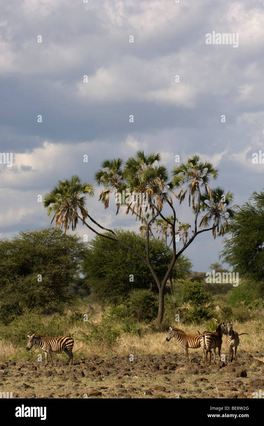 Burchell's zebra (Equus burchellii), Meru National Park, Kenya Stock ...