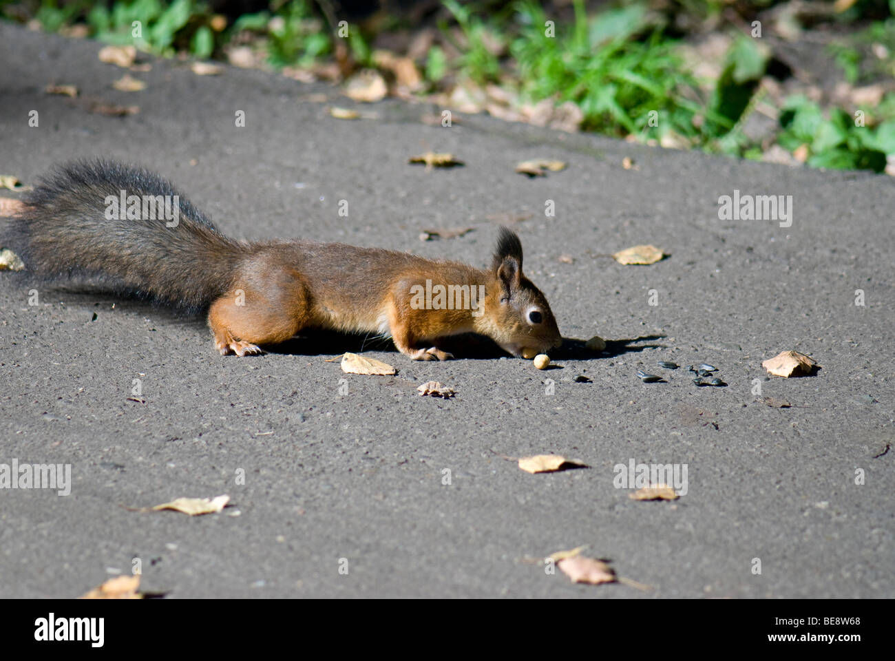 Squirrel try to seize a nut Stock Photo - Alamy