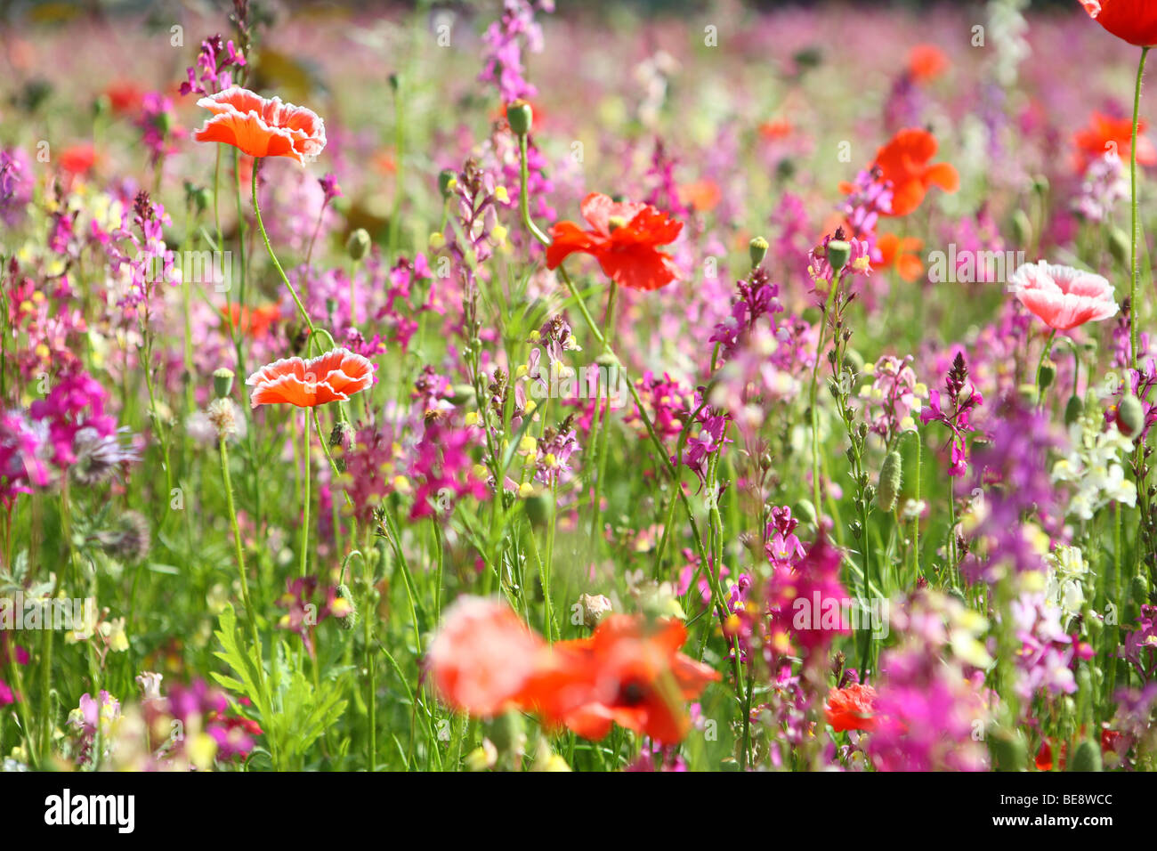 Wild Flower meadow photographer in Northern England Stock Photo - Alamy