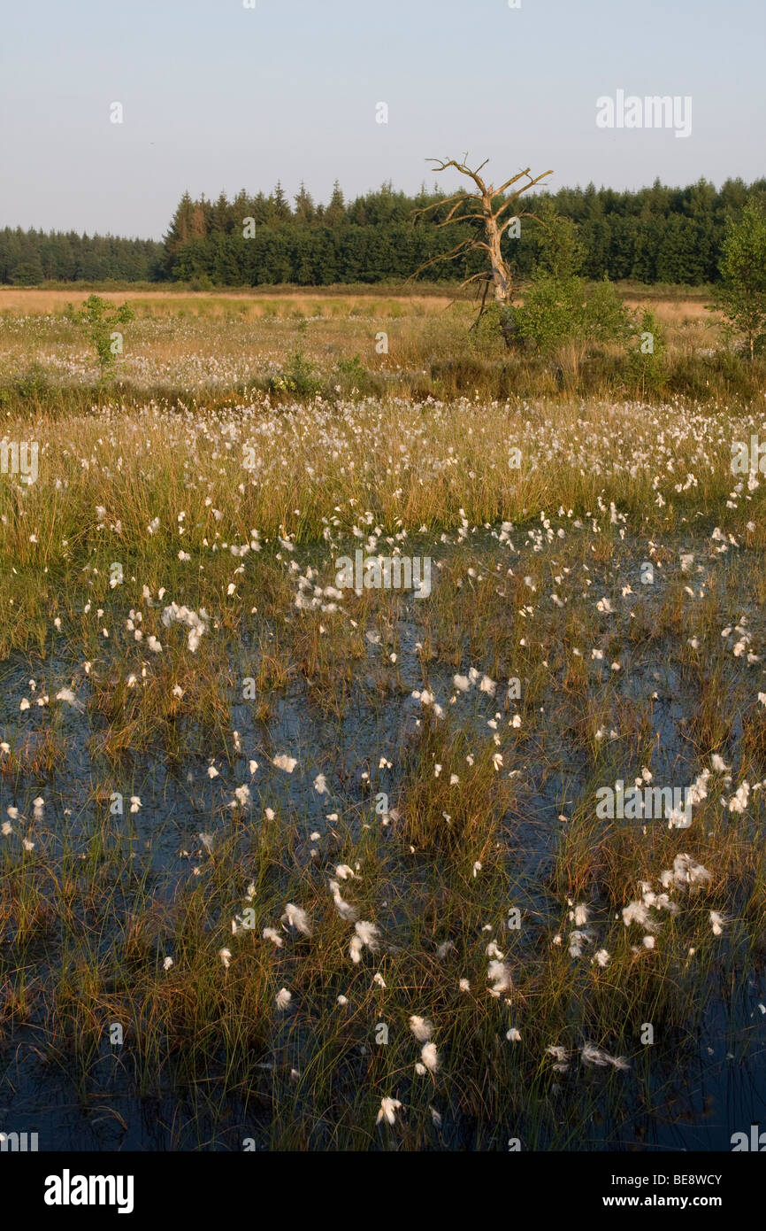 Grolloo hi-res stock photography and images - Alamy