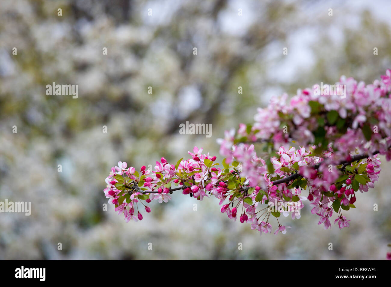 Blossoms in Kennebunkport Maine Stock Photo - Alamy