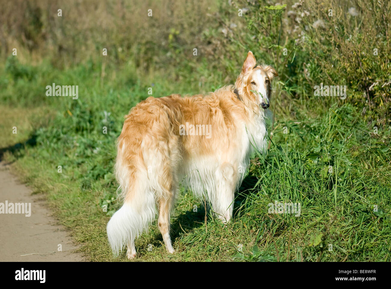 Russian greyhound hi-res stock photography and images - Alamy