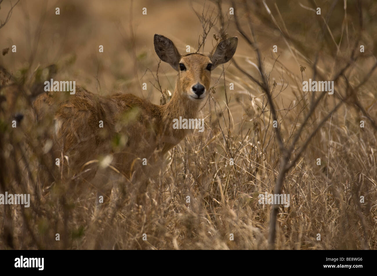 Common reedbuck ( Redunca arundinum), Maasai Mara National Reserve ...