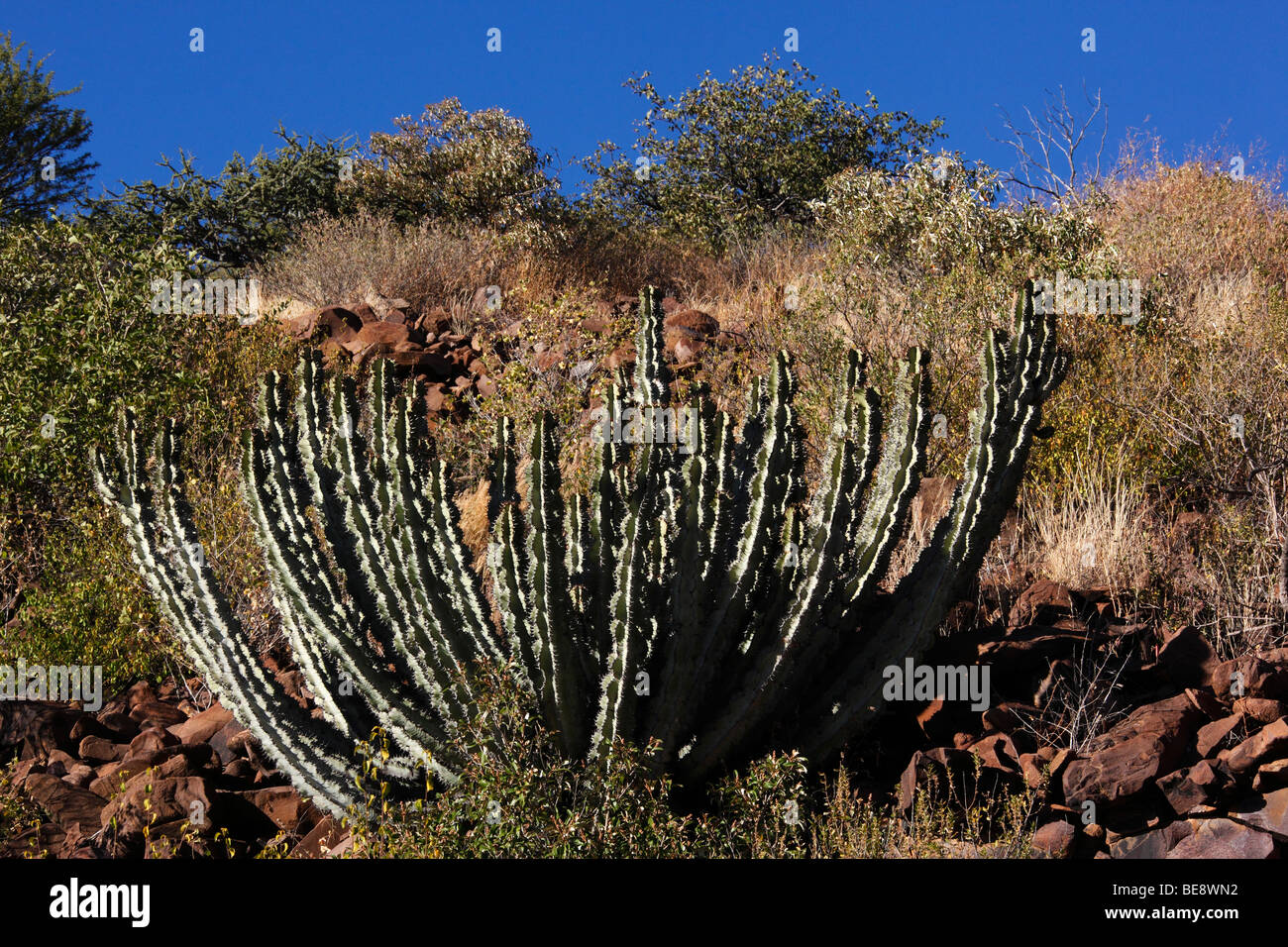 Large cactus in Damaraland in Namibia Stock Photo - Alamy