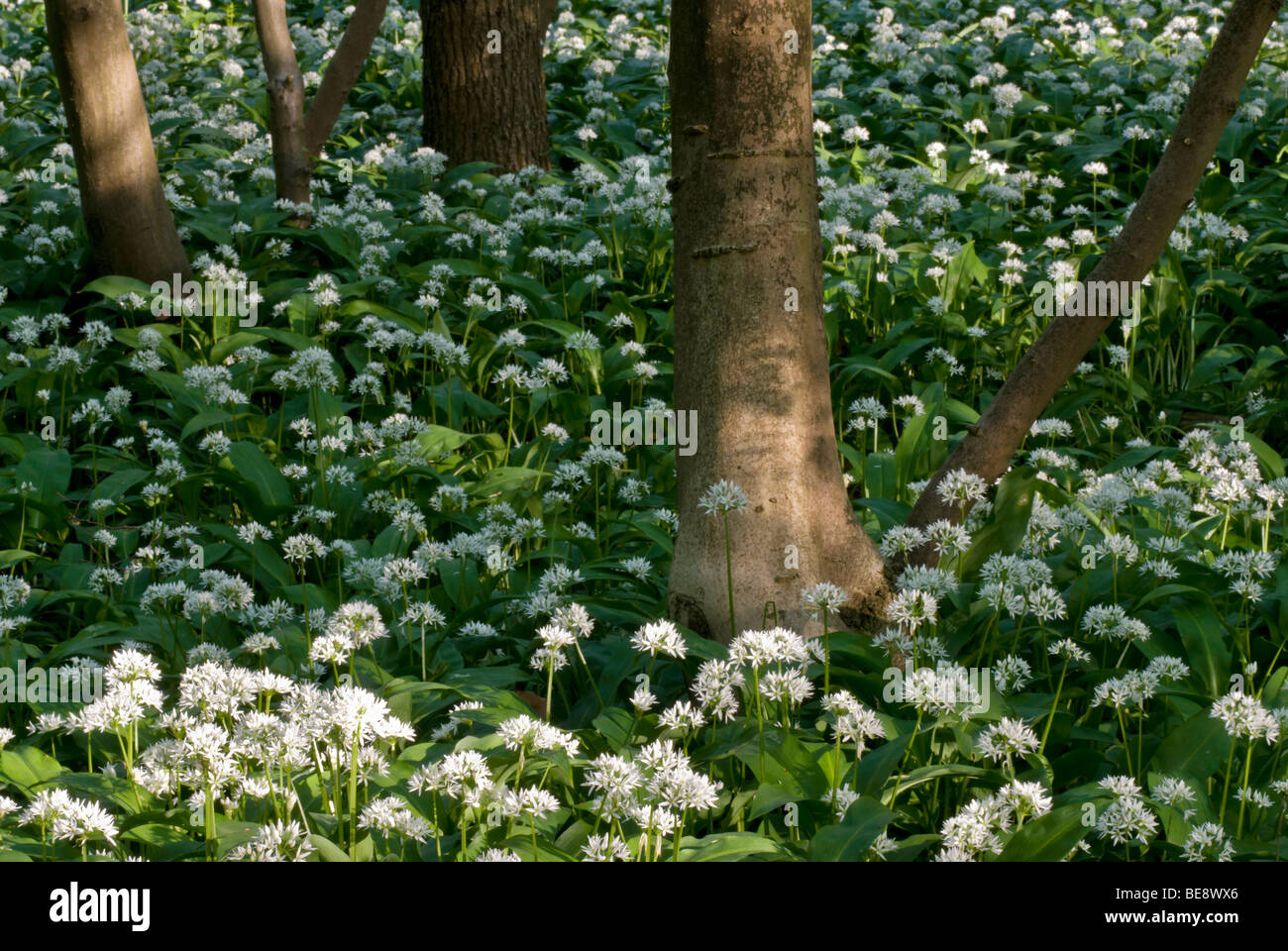 Bloei hi-res stock photography and images - Alamy