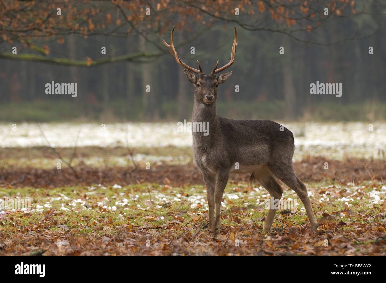 Gewei hi-res stock photography and images - Alamy
