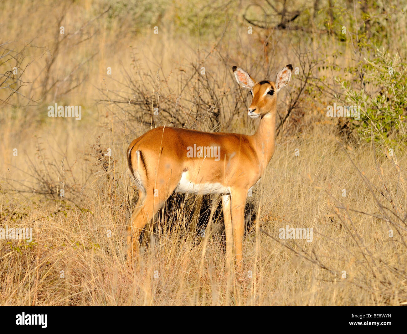 Female Impala (Aepyceros melampus), Madikwe Game Reserve, South Africa ...