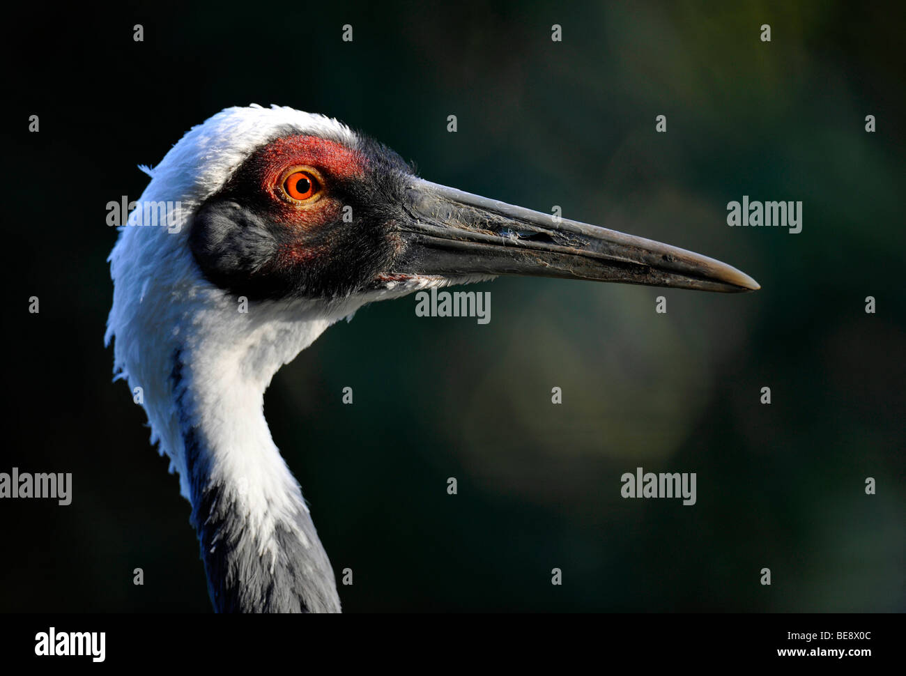 Naped crane hi-res stock photography and images - Alamy