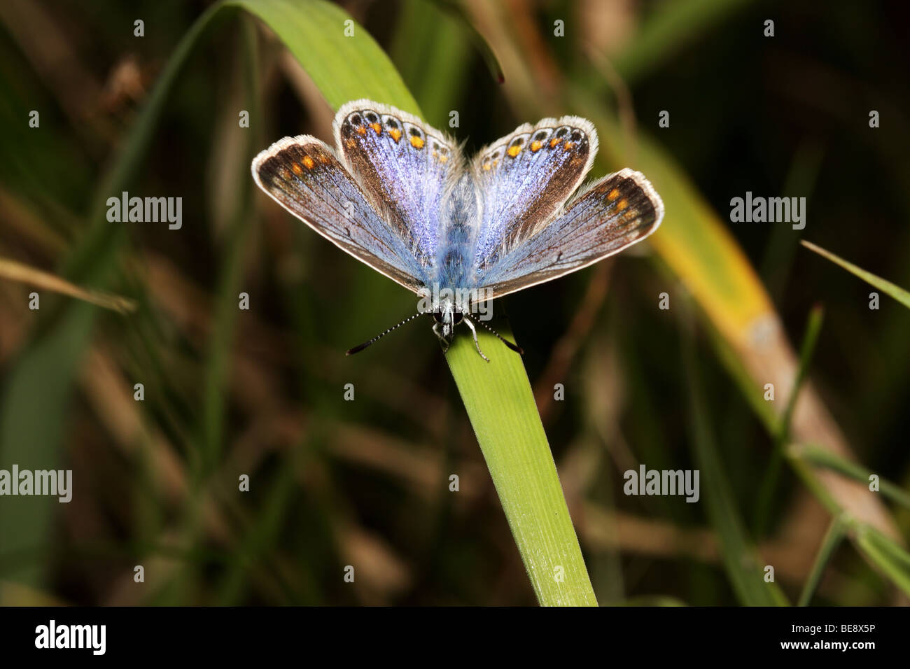 Female common blue butterfly hi-res stock photography and images - Alamy